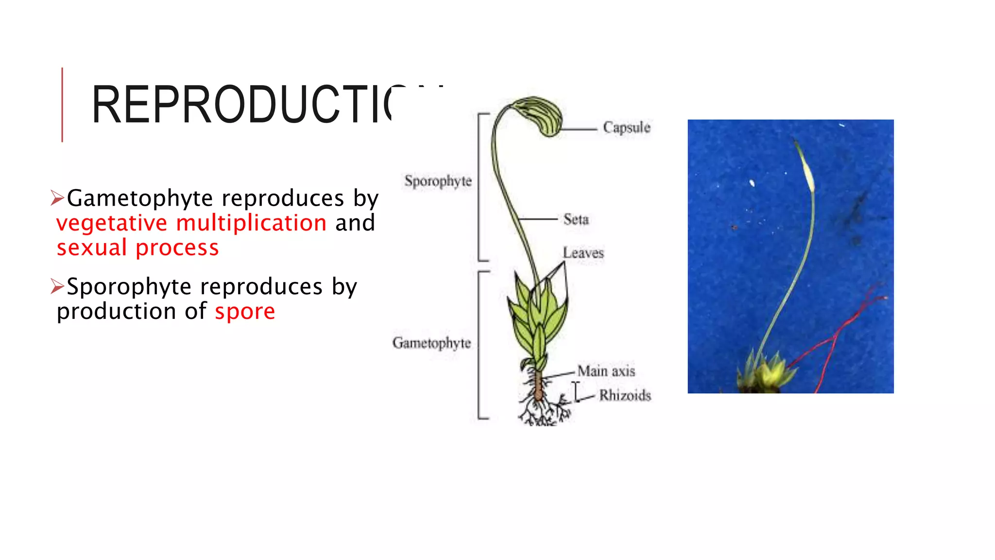 Funaria ( bryophytes) | PPTX