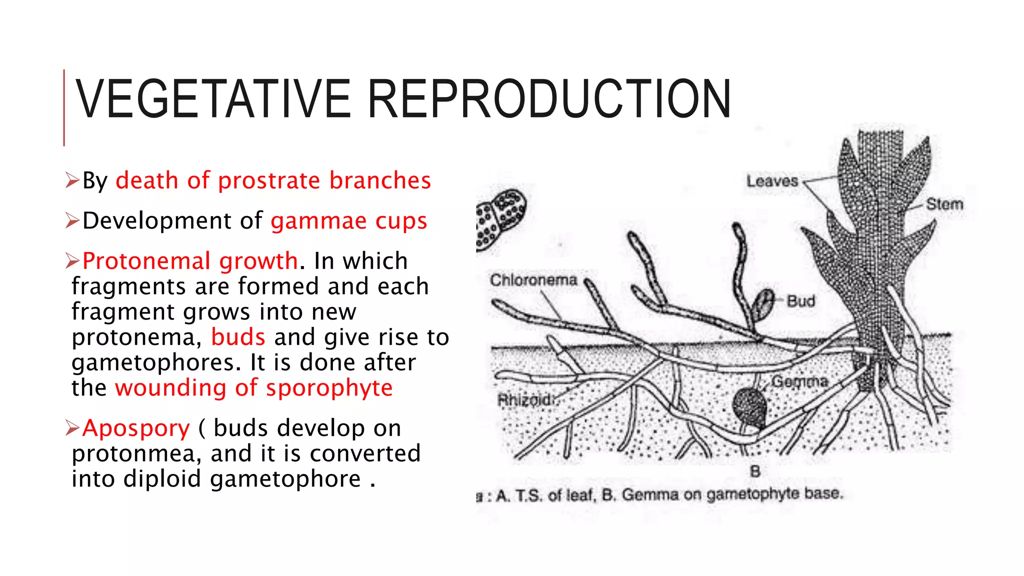 Funaria ( bryophytes) | PPTX