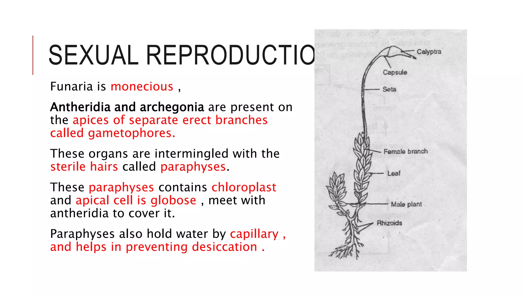 Funaria ( bryophytes) | PPTX