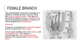 Funaria ( bryophytes) | PPTX