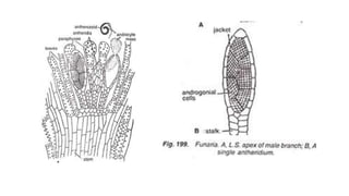Funaria ( bryophytes) | PPTX