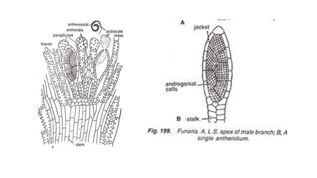 Funaria ( bryophytes) | PPTX | Infertility | Reproductive Health