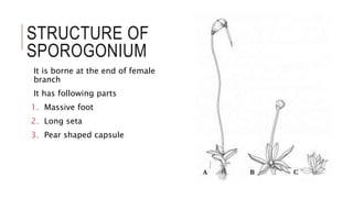 Funaria ( bryophytes) | PPTX