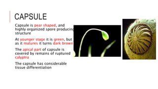 Funaria ( bryophytes) | PPTX