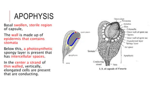 Funaria ( bryophytes) | PPTX