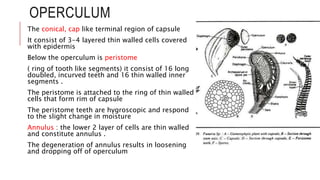 Funaria ( bryophytes) | PPTX