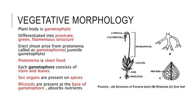 Funaria ( bryophytes) | PPTX | Infertility | Reproductive Health