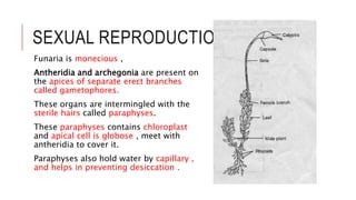 Funaria ( bryophytes) | PPTX