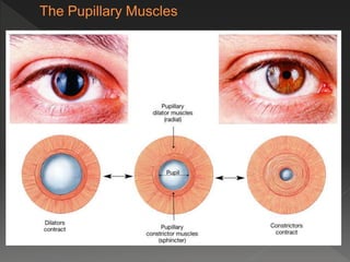 Func anatomy of eye | PPT