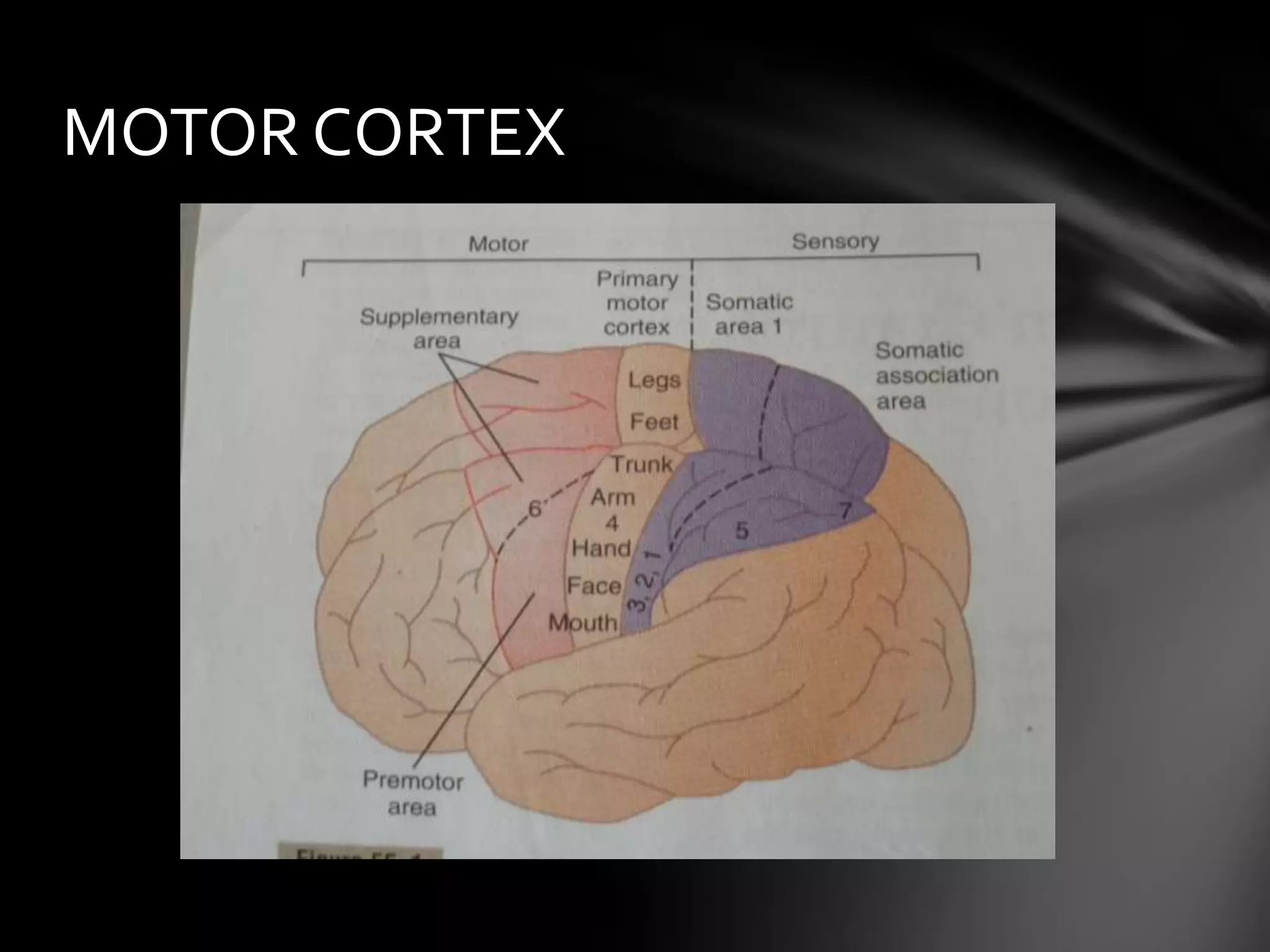 Brodmann's areas of the cerebral cortex | PPTX