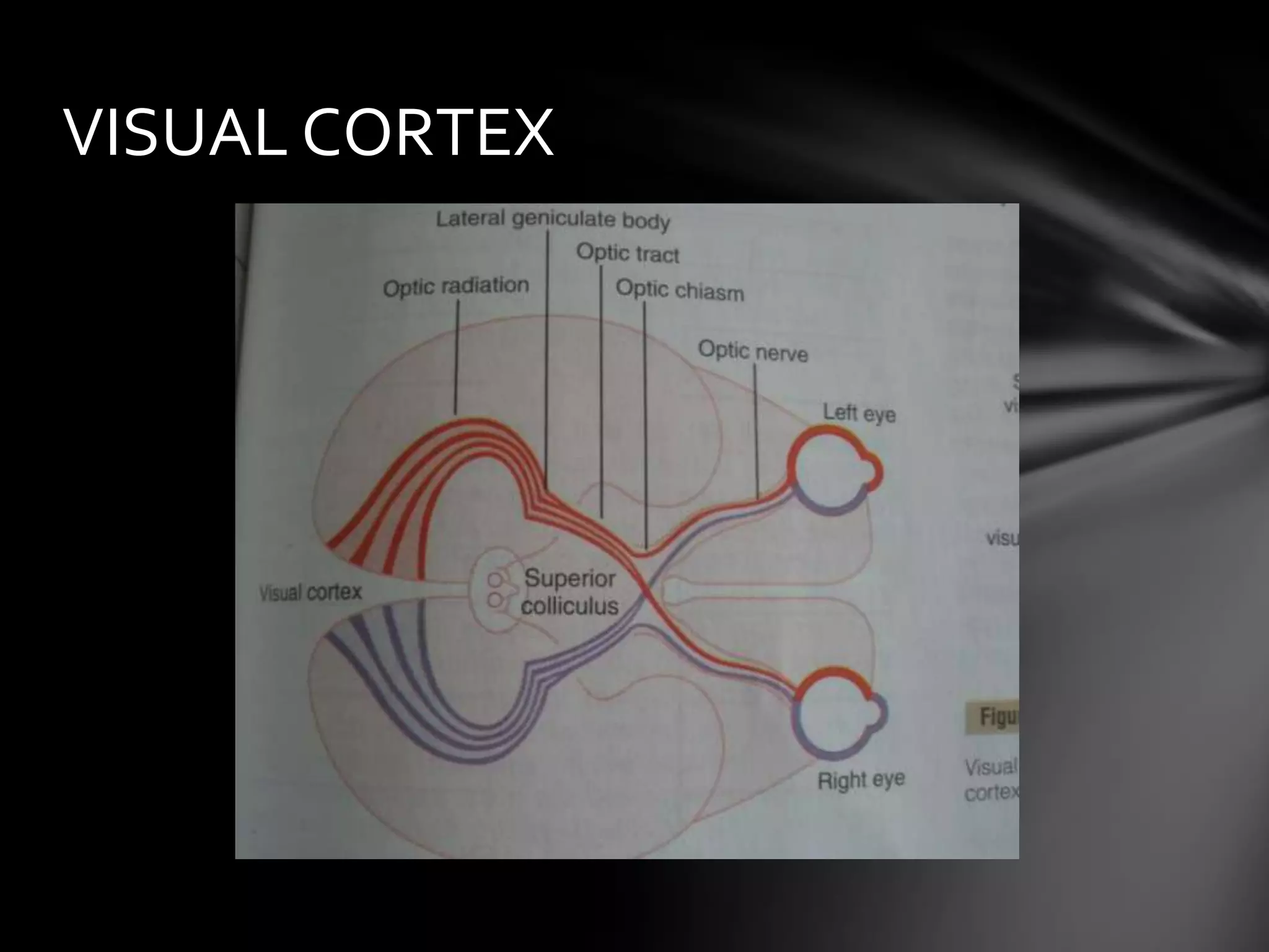 Brodmann's areas of the cerebral cortex | PPTX
