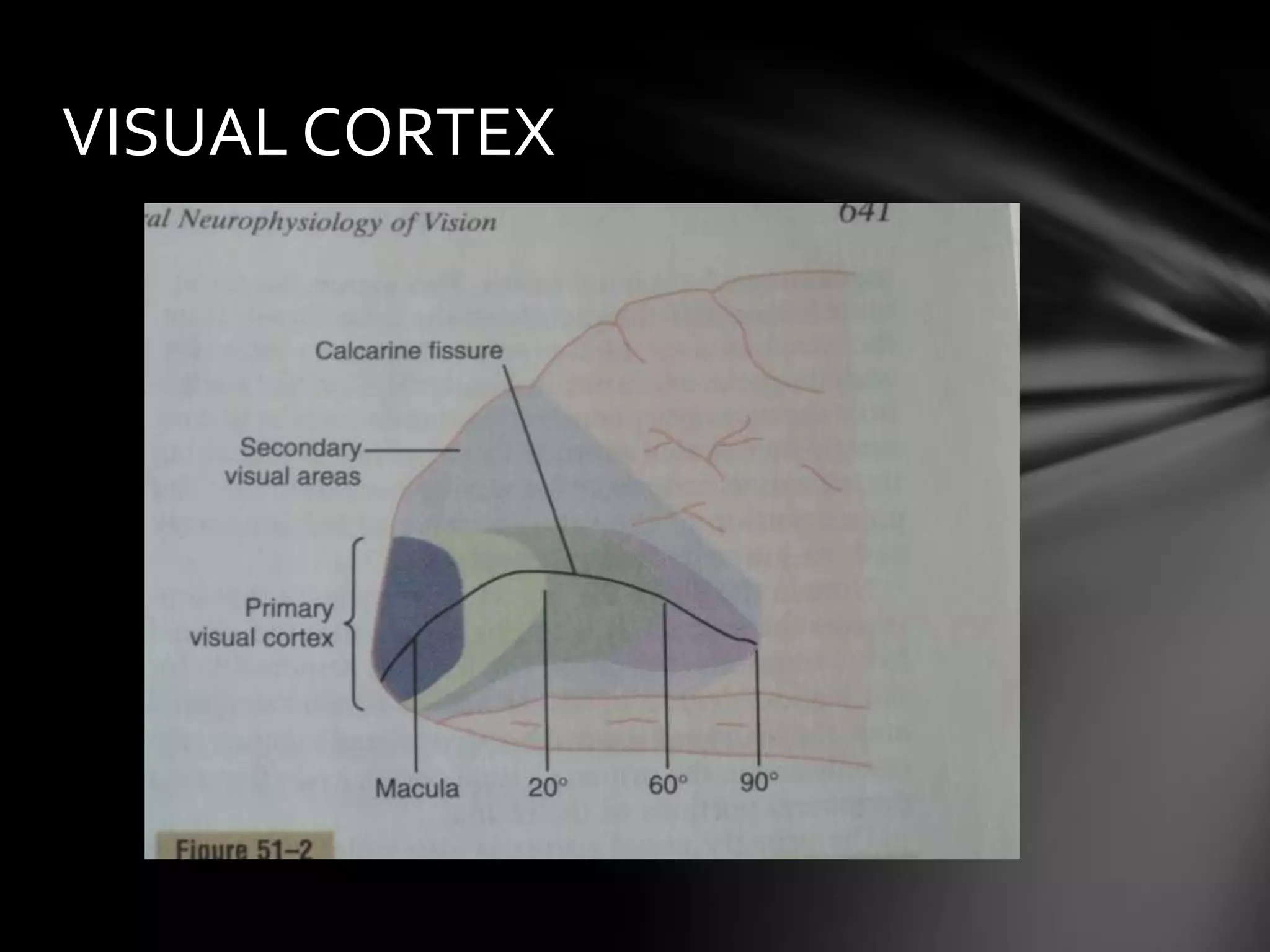 Brodmann's areas of the cerebral cortex | PPTX