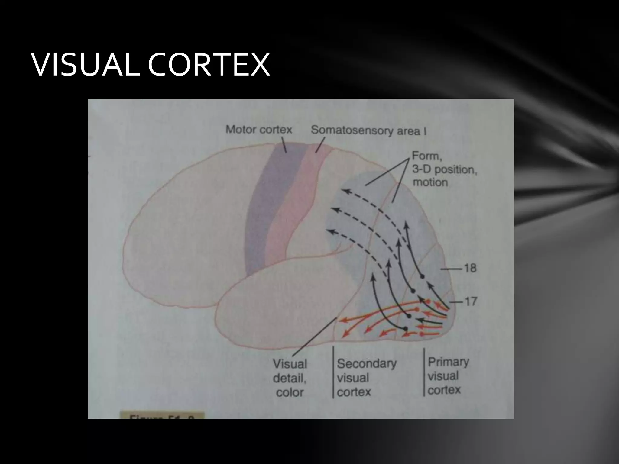 Brodmann's areas of the cerebral cortex | PPTX