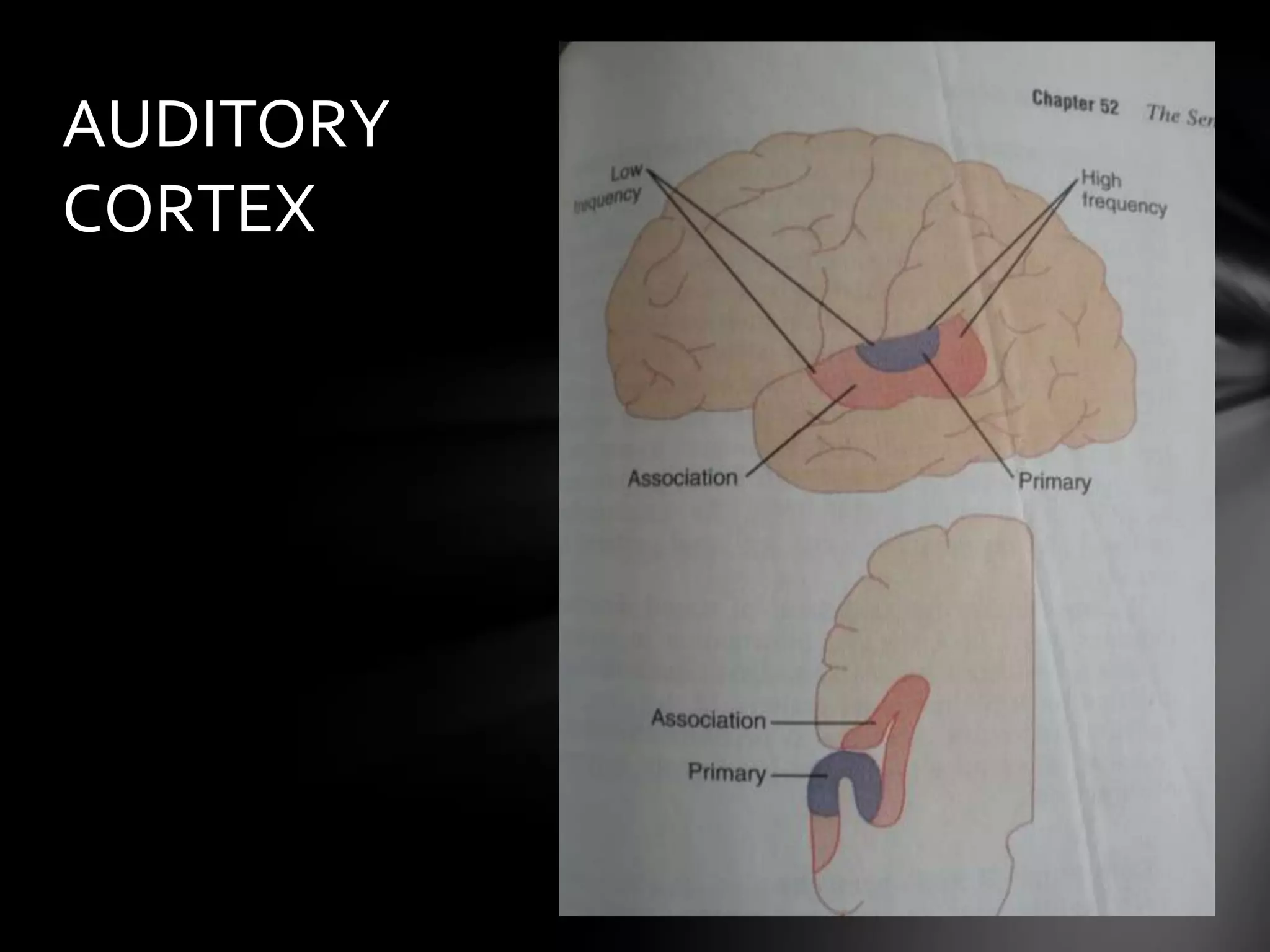 Brodmann's areas of the cerebral cortex | PPTX