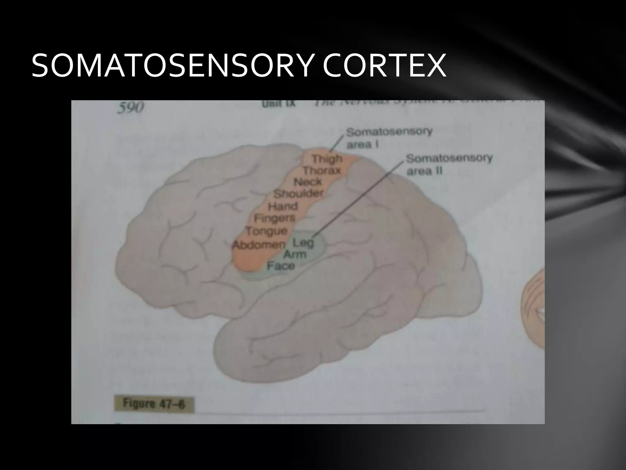 Brodmann's areas of the cerebral cortex | PPTX