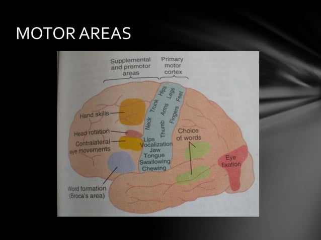 Brodmann's areas of the cerebral cortex | PPTX | Brain and Nervous System Disorders | Diseases ...