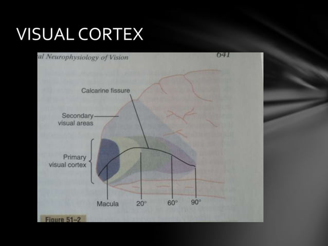 Brodmann's areas of the cerebral cortex | PPTX | Brain and Nervous System Disorders | Diseases ...