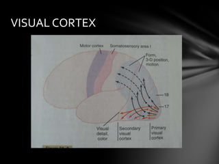 Brodmann's areas of the cerebral cortex | PPTX