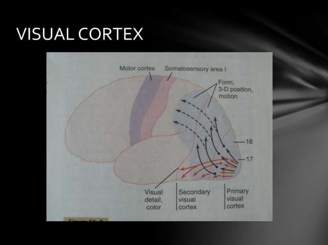 Brodmann's areas of the cerebral cortex | PPTX | Brain and Nervous System Disorders | Diseases ...