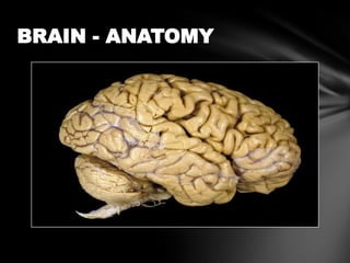 Brodmann's areas of the cerebral cortex | PPTX