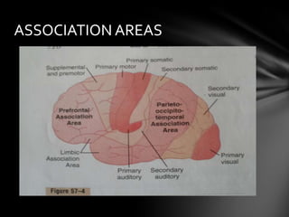 Brodmann's areas of the cerebral cortex | PPTX