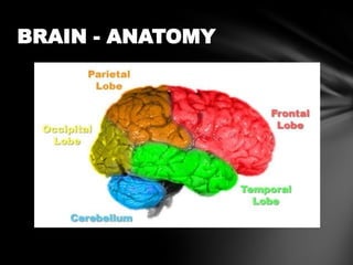 Brodmann's areas of the cerebral cortex | PPTX