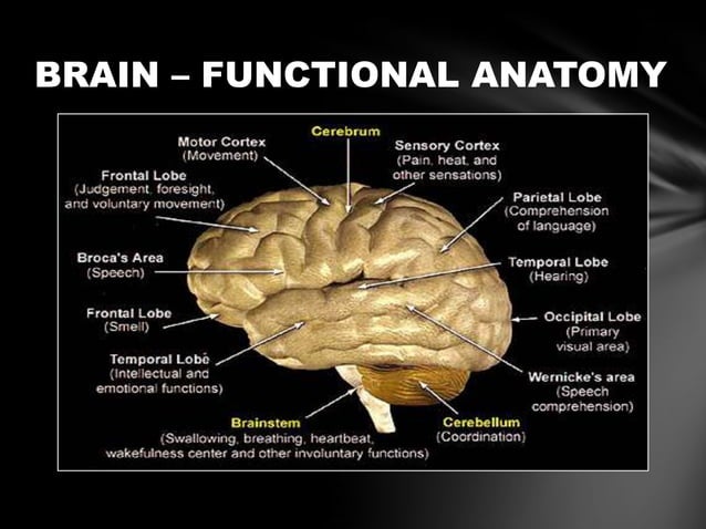 Brodmann's areas of the cerebral cortex | PPTX | Brain and Nervous ...