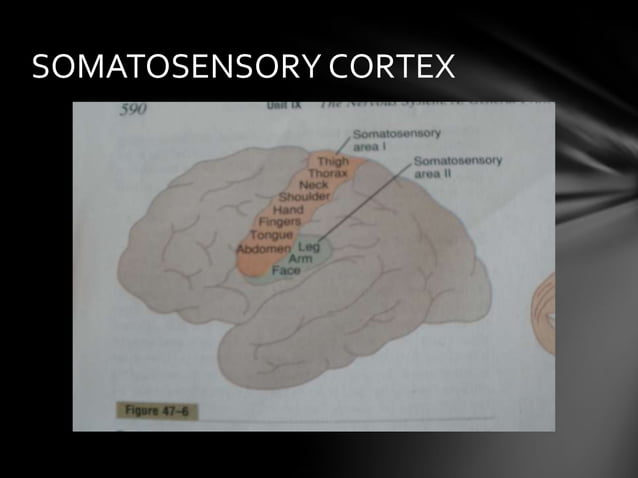Brodmann's areas of the cerebral cortex | PPTX | Brain and Nervous System Disorders | Diseases ...