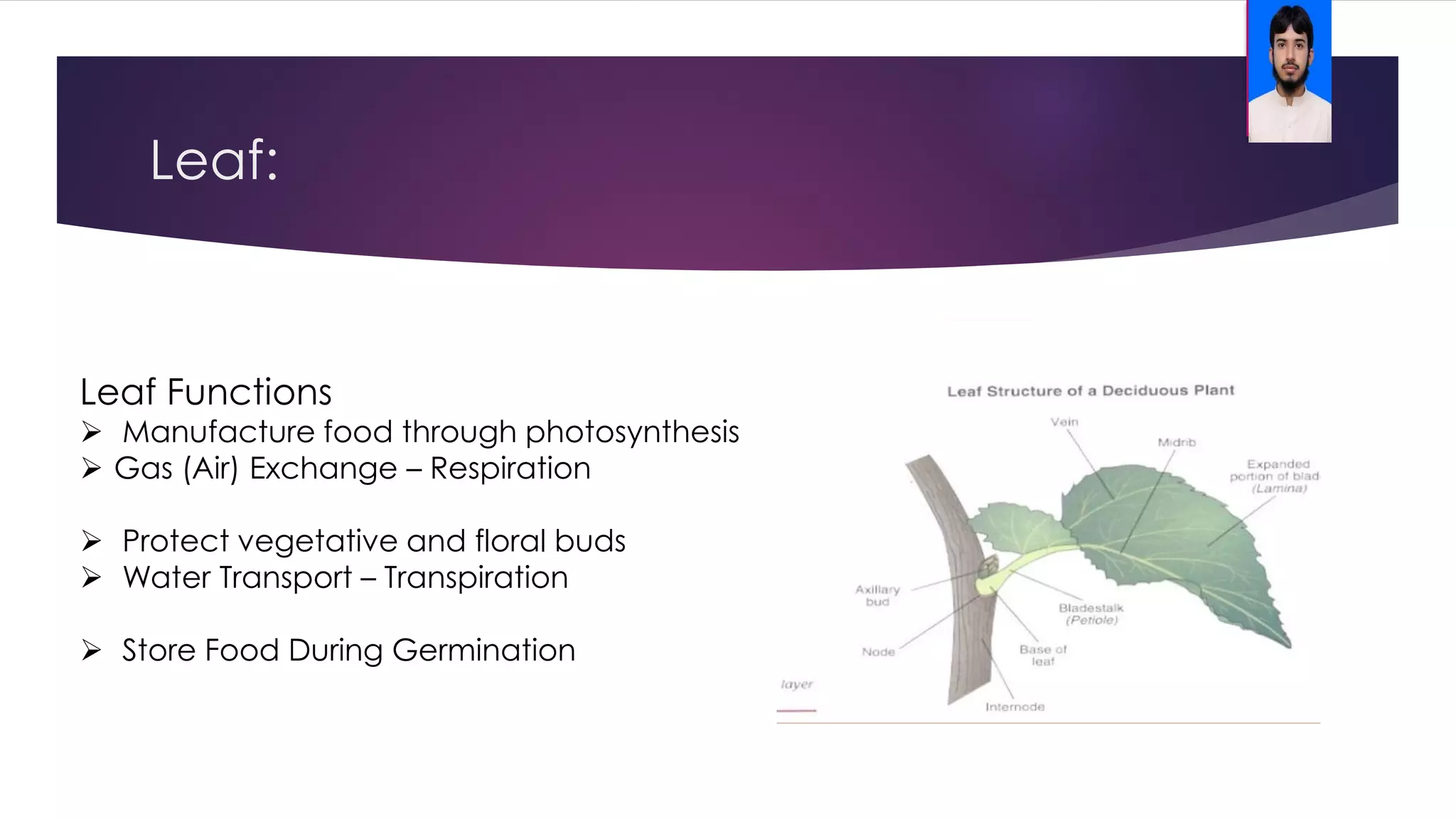 Funcational Structure of Tree | PDF