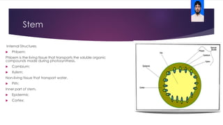 Funcational Structure of Tree | PDF