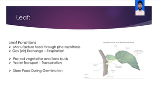 Funcational Structure of Tree | PDF