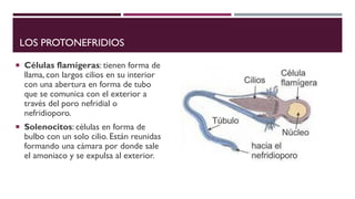 FUNCIÓN DE EXCRECIÓN unicelulares y pluricelures | PDF