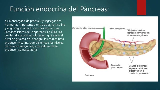 Función de las digestión y los nutrientes