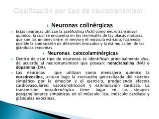 Función de las neuronas en nuestro cuerpo 1 | PPTX
