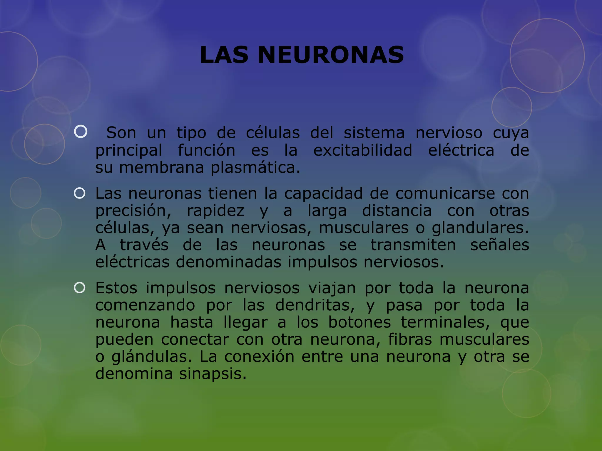 Función de las neuronas en nuestro cuerpo | PPT