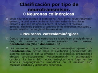Función de las neuronas en nuestro cuerpo | PPTX