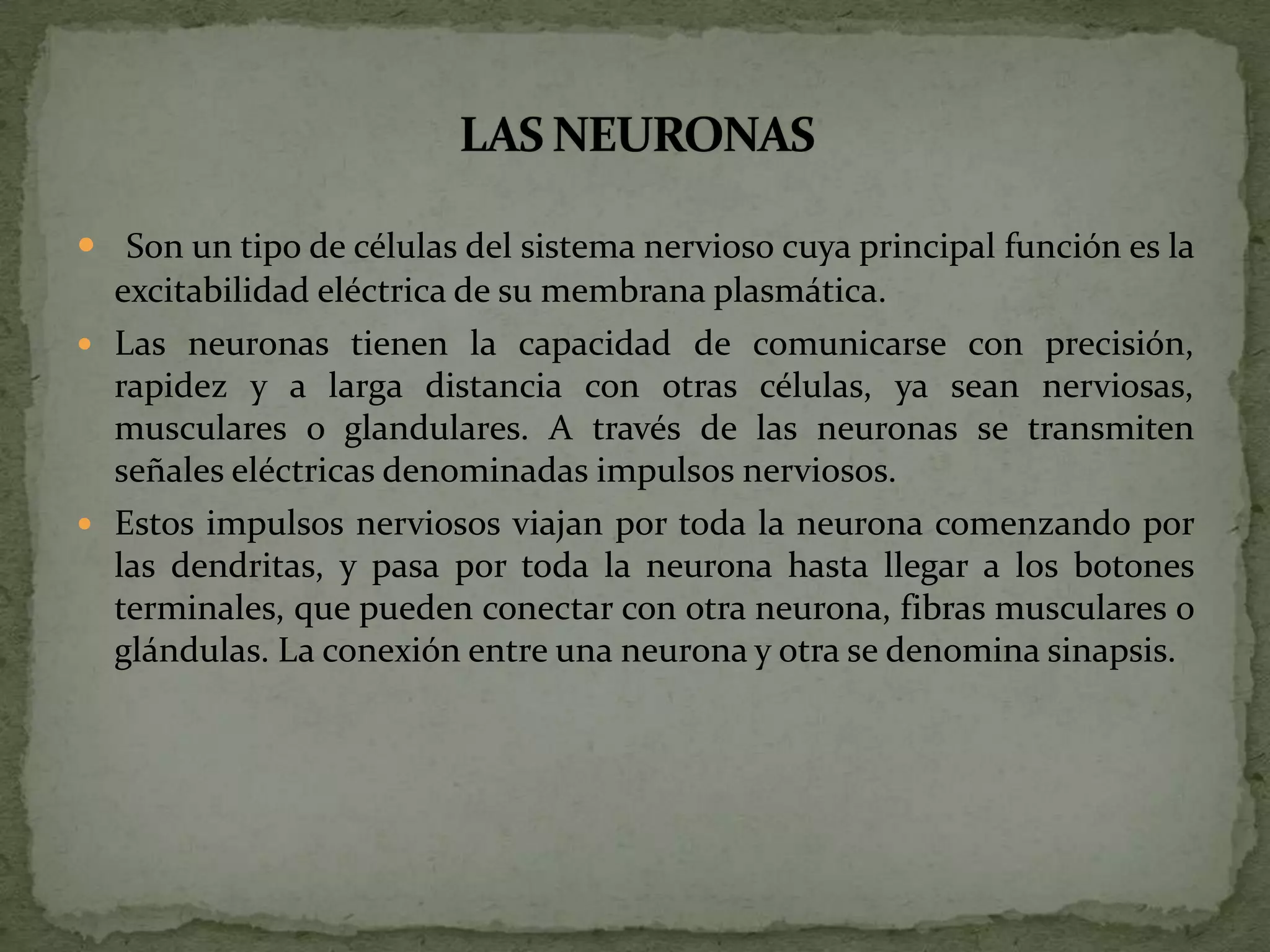Función de las neuronas en nuestro cuerpo | PPTX