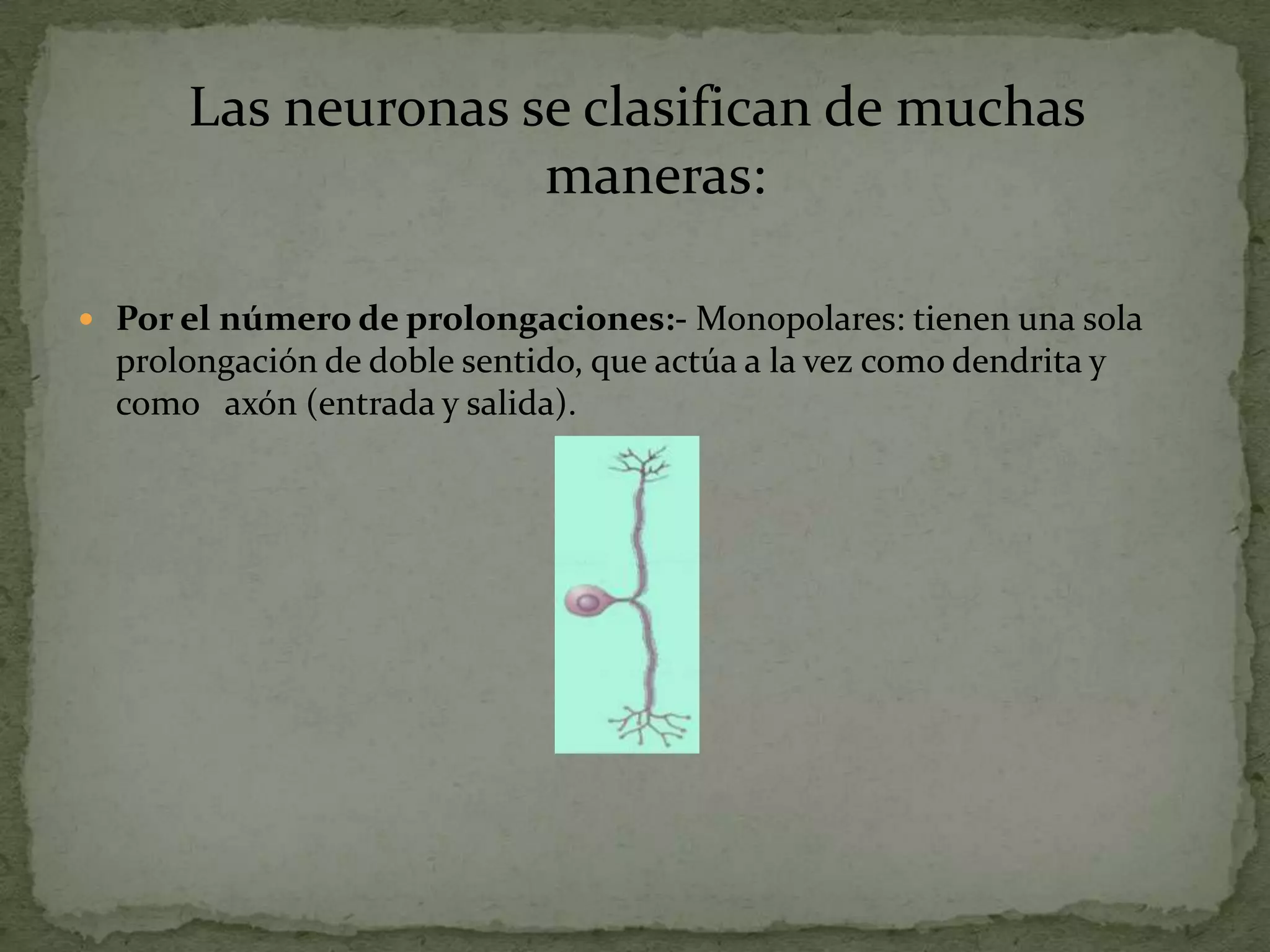 Función de las neuronas en nuestro cuerpo | PPTX