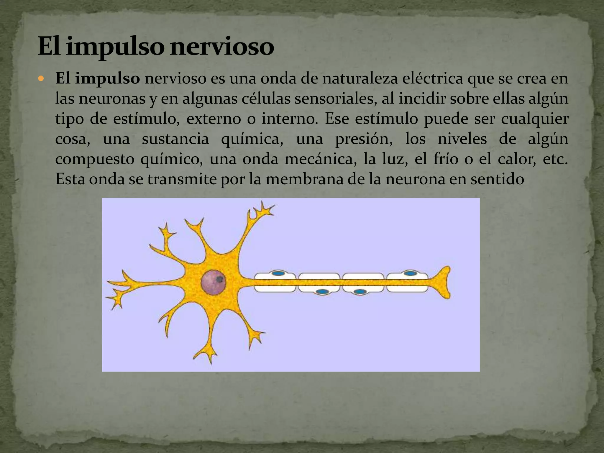 Función de las neuronas en nuestro cuerpo | PPTX