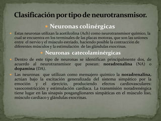 Función de las neuronas en nuestro cuerpo (1) | PPT