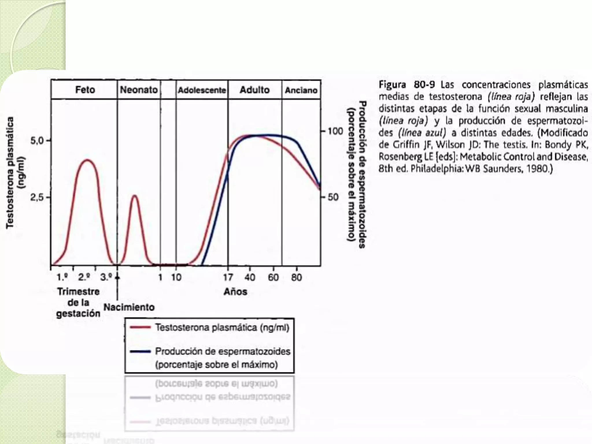 Función de las vesículas seminales | PPTX