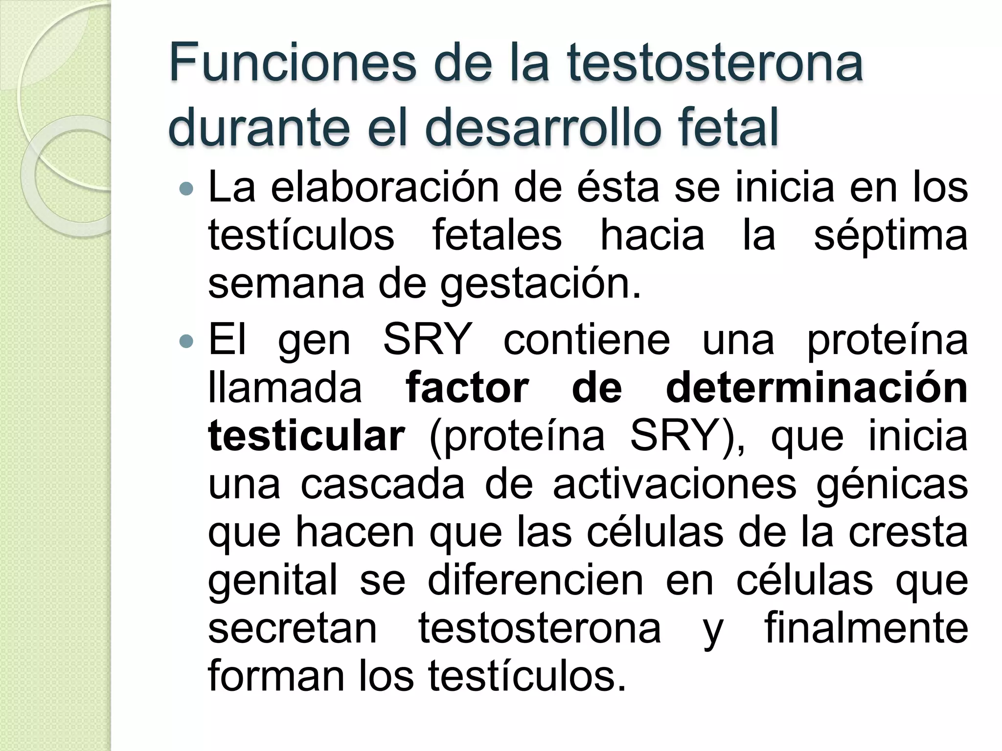 Función de las vesículas seminales | PPTX