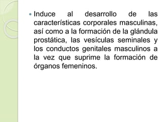 Función de las vesículas seminales | PPTX