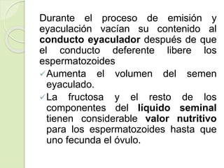 Función de las vesículas seminales | PPTX