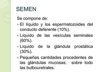 Función de las vesículas seminales | PPTX