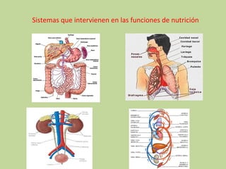 Función de nutrición | PPT