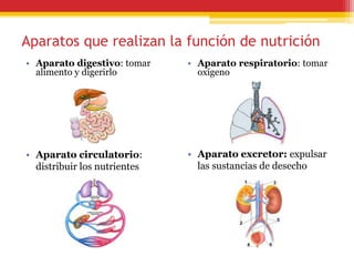 Función de nutrición | PPTX