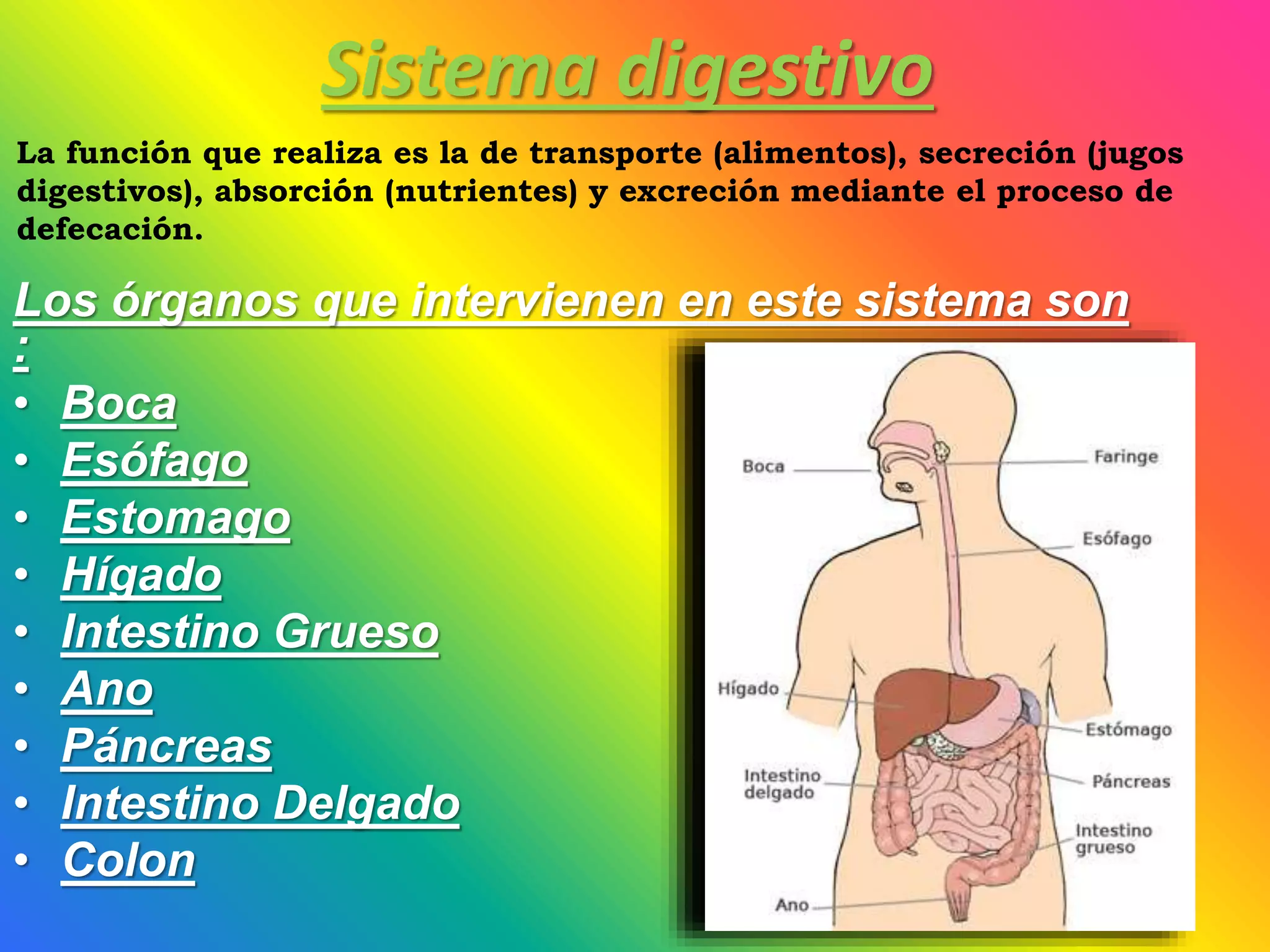 Función de nutrición | PPTX