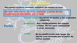 Función de relación y coodinación 6º primaria | PPTX