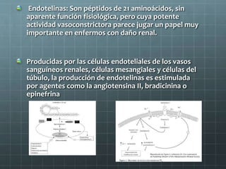 Función endocrina del riñón.pptx